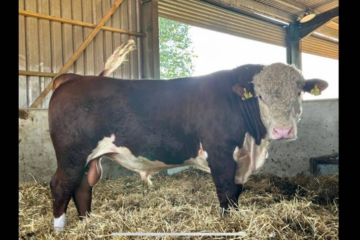 Stock for sale - Hereford Cattle Society