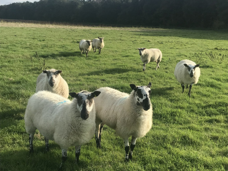 8 Welsh Mule, Texel, Charollais Breeding Ewes - SellMyLivestock