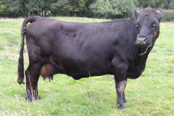 2 Dexter, Miniature Hereford In-Calf Breeding Cows - SellMyLivestock