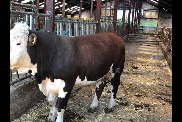 Stock for sale - Hereford Cattle Society