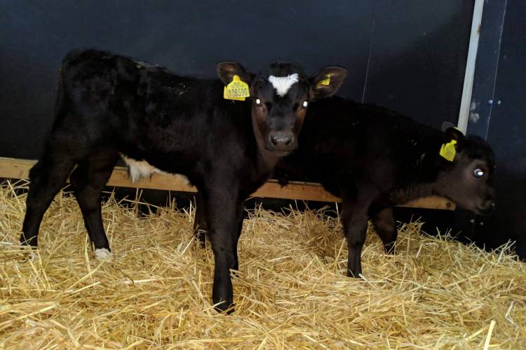 12 Aberdeen Angus Cross Breeding, Store Calves - SellMyLivestock