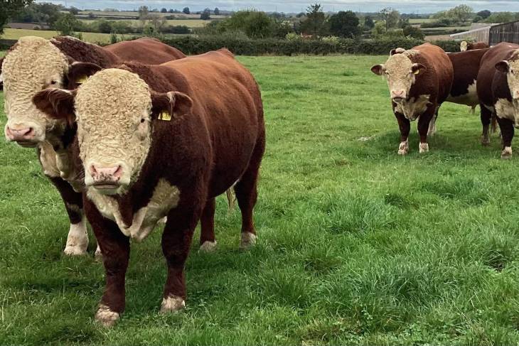 Stock for sale - Hereford Cattle Society