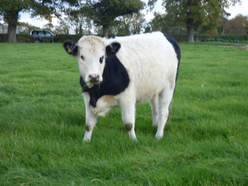 1 Belted Galloway Cross Breeding, Store Heifer - SellMyLivestock
