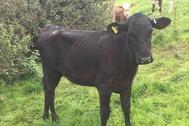 3 Aberdeen Angus, British Friesian Cross Store, Breeding Heifers ...