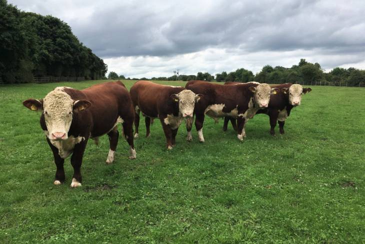 Stock for sale - Hereford Cattle Society
