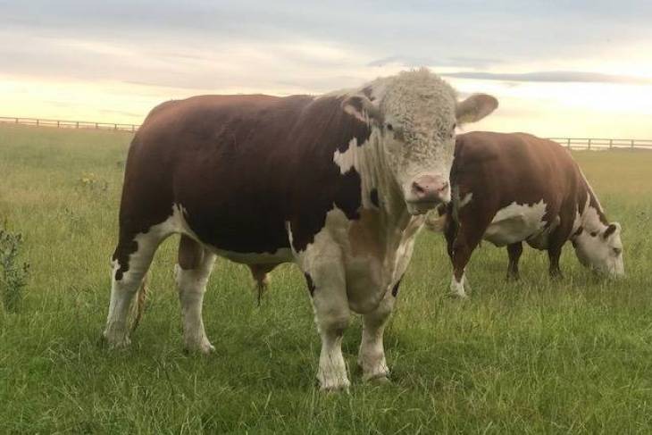 Stock for sale - Hereford Cattle Society