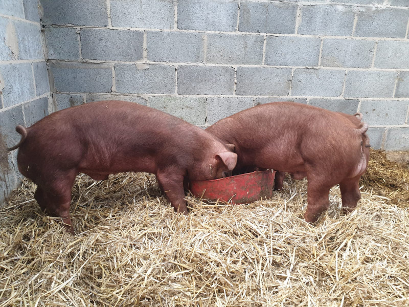 3 Duroc Growing, Breeding Boars - SellMyLivestock