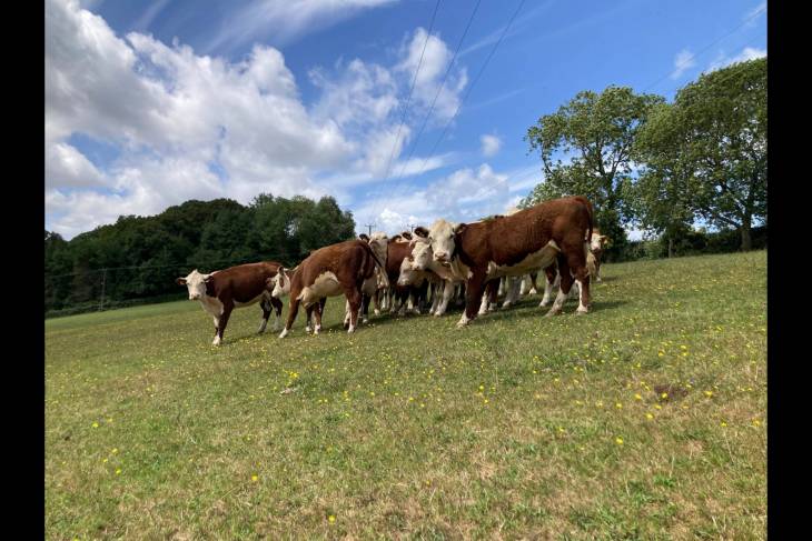 Stock for sale - Hereford Cattle Society