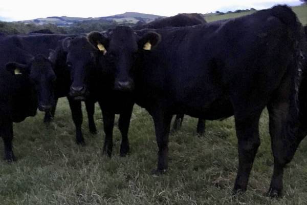 10 Aberdeen Angus, Limousin Cross Breeding Heifers - SellMyLivestock