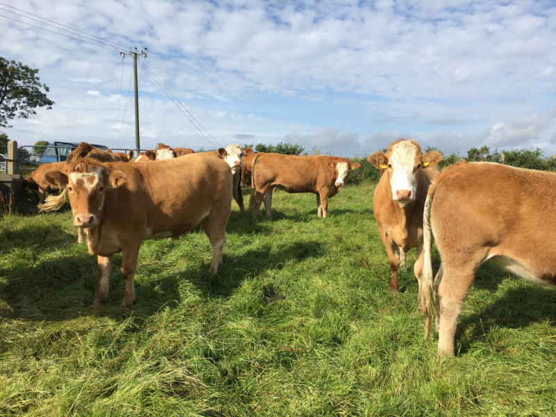 30 Simmental, Limousin Cross In-Calf Breeding Heifers - SellMyLivestock