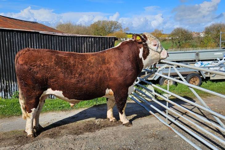 Stock for sale - Hereford Cattle Society